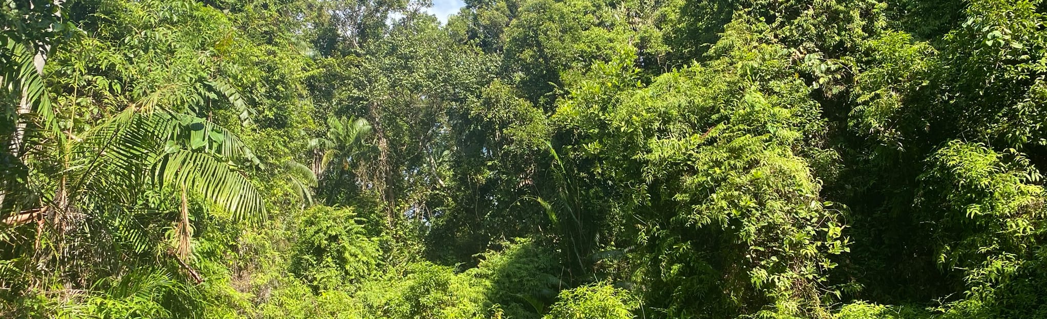 Cardamom Campsite Trail: 2 Photos - Koh Kong, Cambodia | AllTrails