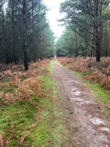 Best Historic Site Trails in Brandon Country Park | AllTrails