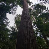 Gunung Lambak (North) via Kluang Big Tree, Johor, Malaysia - 21 Reviews ...