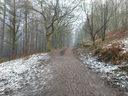 10 Best Hikes and Trails in Chevin Forest Country Park | AllTrails