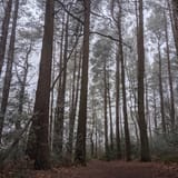 The Hurtwood and Winterfold Hill, Surrey, England - 63 Reviews, Map ...