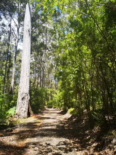 Best Hikes and Trails in Manjimup | AllTrails