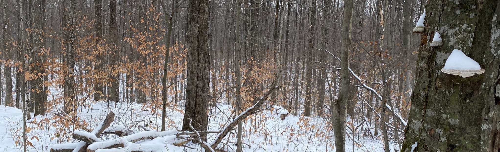 Indian Lake Pathways, Michigan - 19 Reviews, Map | AllTrails