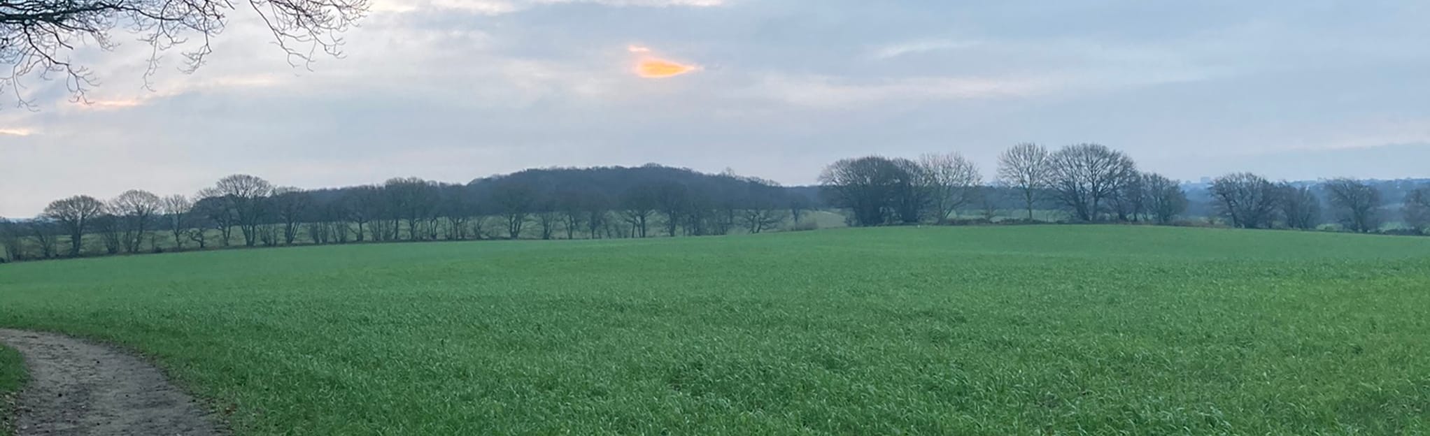 Hockley Woods Clockwise Circular: 56 Fotos - Essex, England | AllTrails