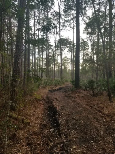 Best Walking Trails in Goethe State Forest | AllTrails