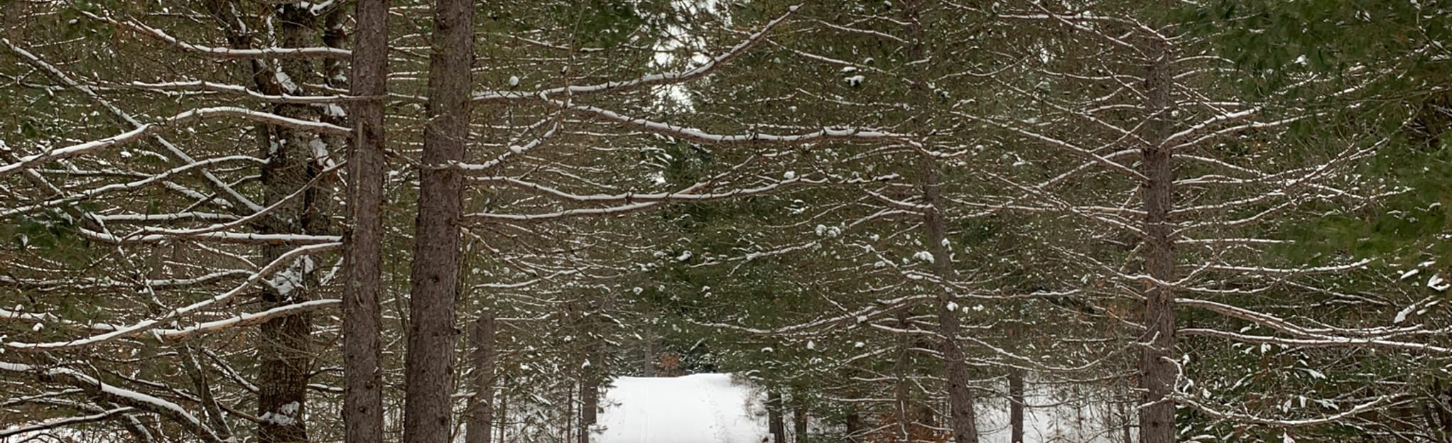 Forbush Corner Nordic East Loop: 23 Reviews, Map - Michigan | AllTrails