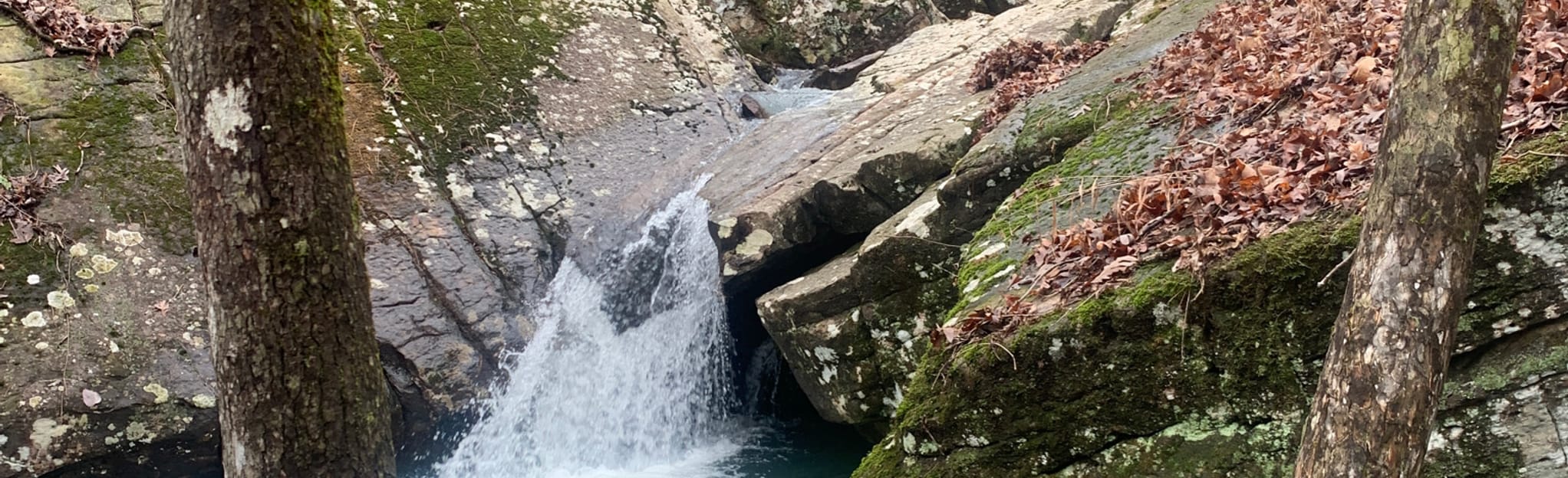 Fern Gully Scenic Area Bushwhack: 167 Reviews, Map - Arkansas | AllTrails