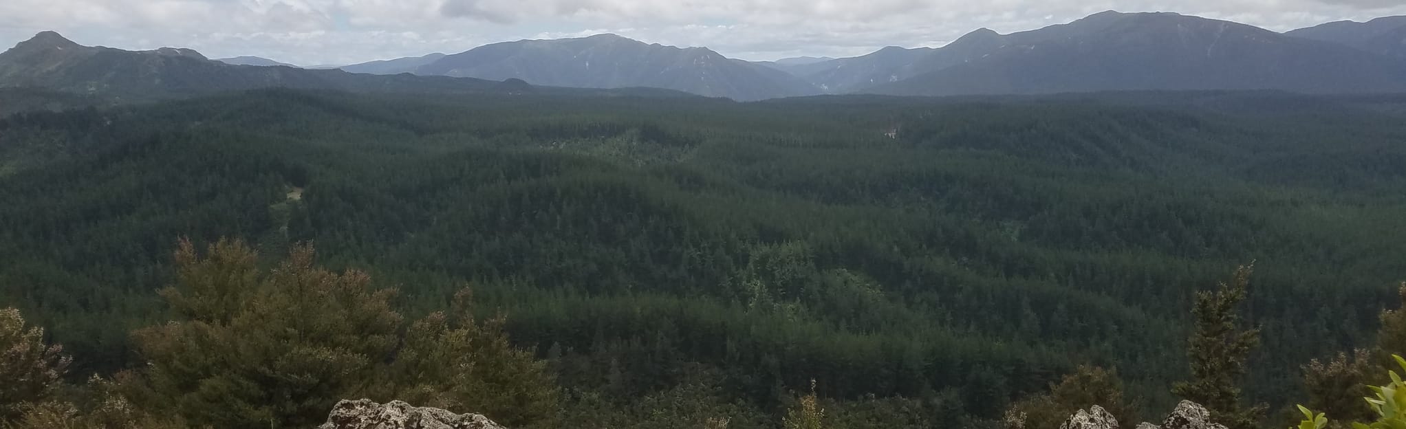 Tui Loop Track: 4 Reviews, Map - Hawke's Bay, New Zealand | AllTrails