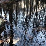 Copicut Woods, Massachusetts - 161 Reviews, Map | AllTrails