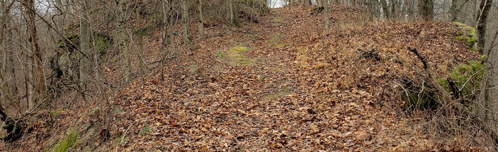 Mogan Ridge East, Indiana - 57 Reviews, Map | AllTrails