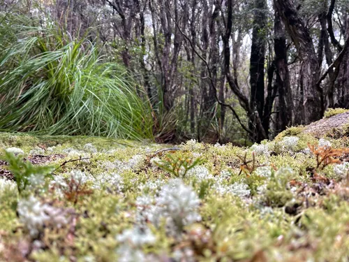 Best Hikes and Trails in Blue Tier Regional Reserve | AllTrails