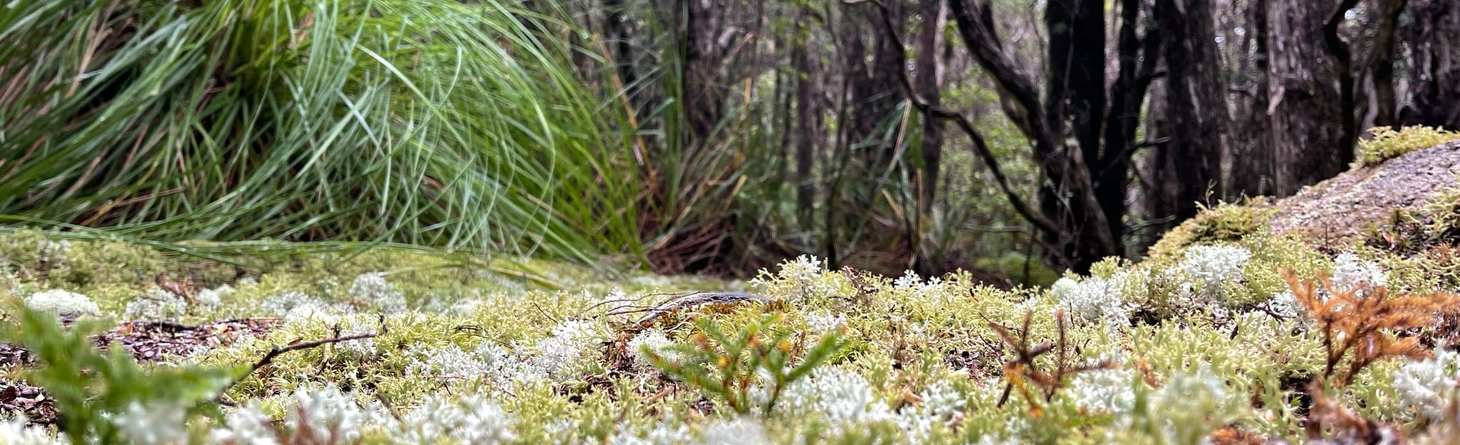 Goblin Forest Walk: 9 fotos - Tasmania, Australia | AllTrails