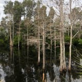 Grassy Waters Preserve: Owahee Trail, Florida - 133 Reviews, Map ...