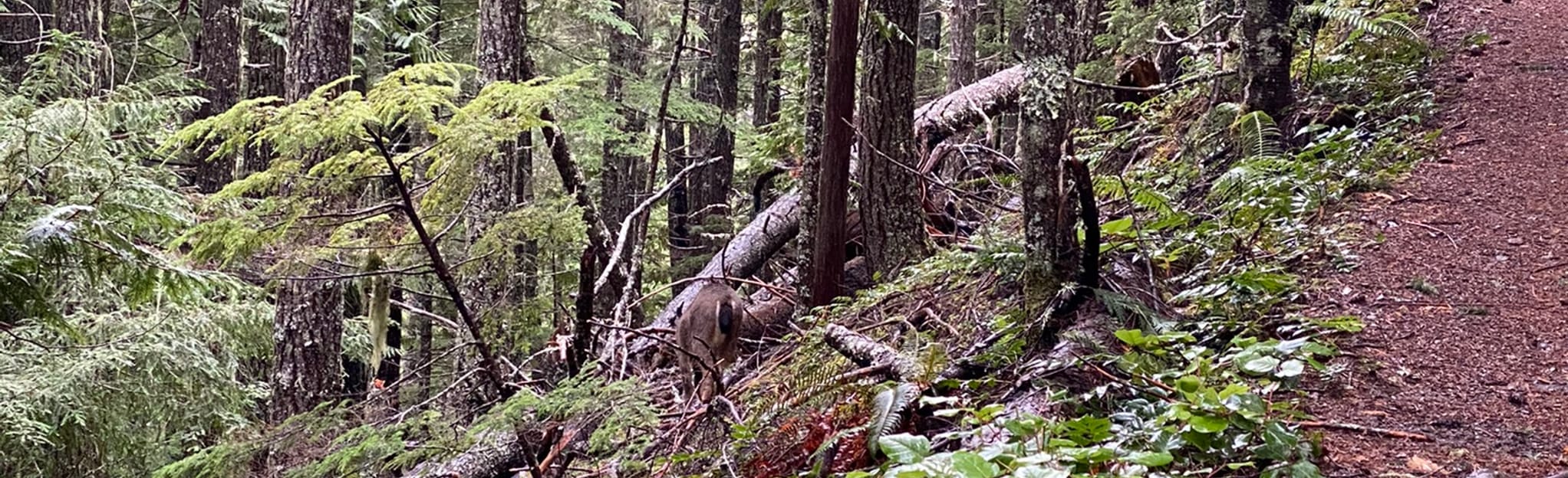 Halfway Rock, Washington - 225 Reviews, Map | AllTrails