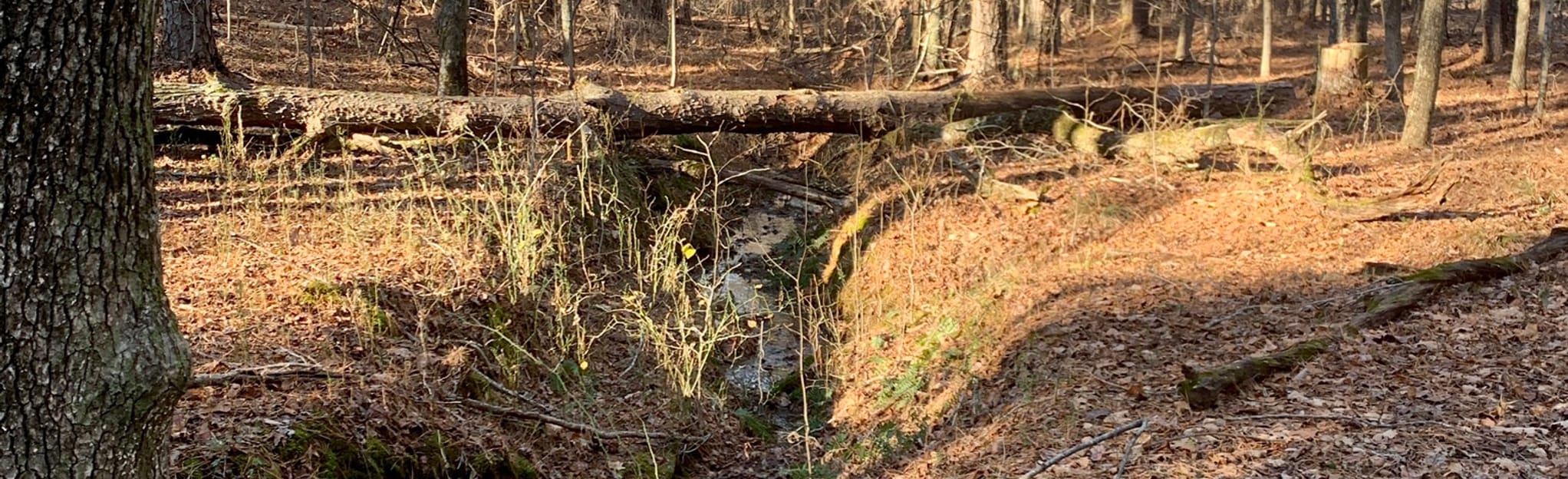 24 Gun Trail - Georgia | AllTrails