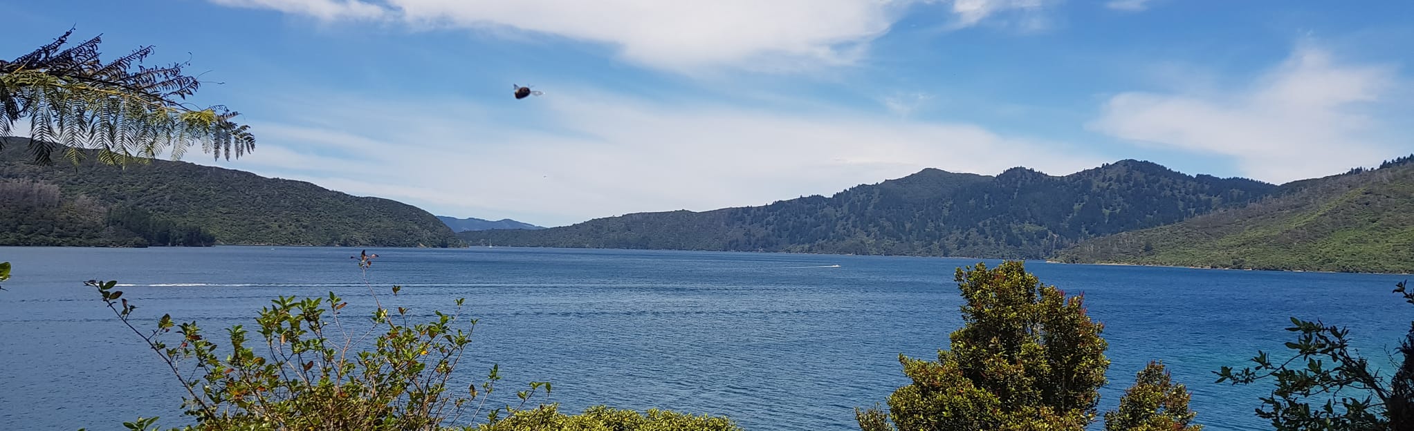 Queen Charlotte Track: Endeavour Inlet to Camp Bay, Marlborough, New ...