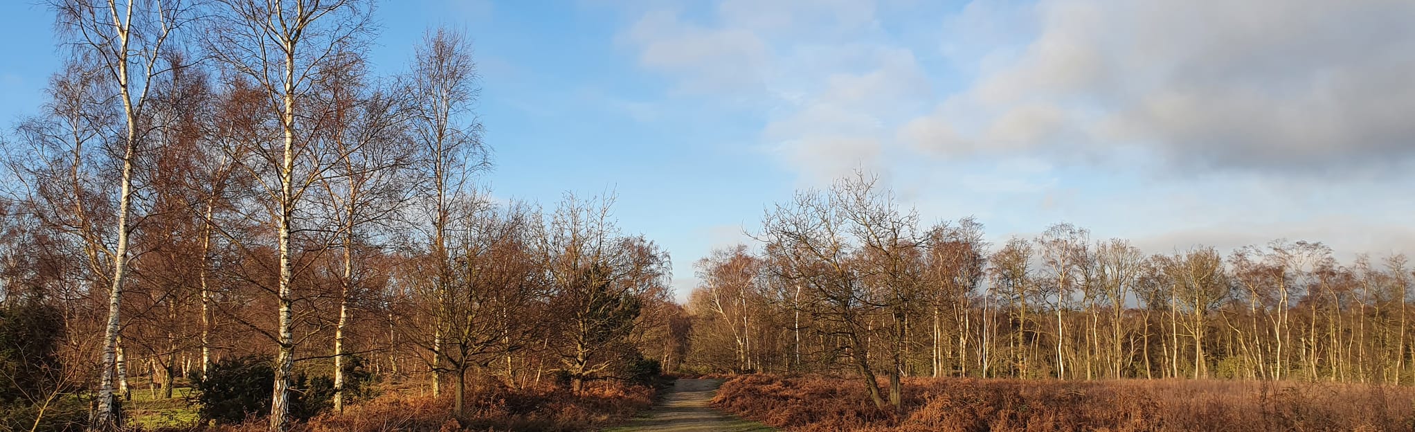 Westleton Heath Circular, Suffolk, England - 15 Reviews, Map | AllTrails