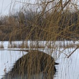 Angrignon Park Loop, Quebec, Canada - 82 Reviews, Map | AllTrails