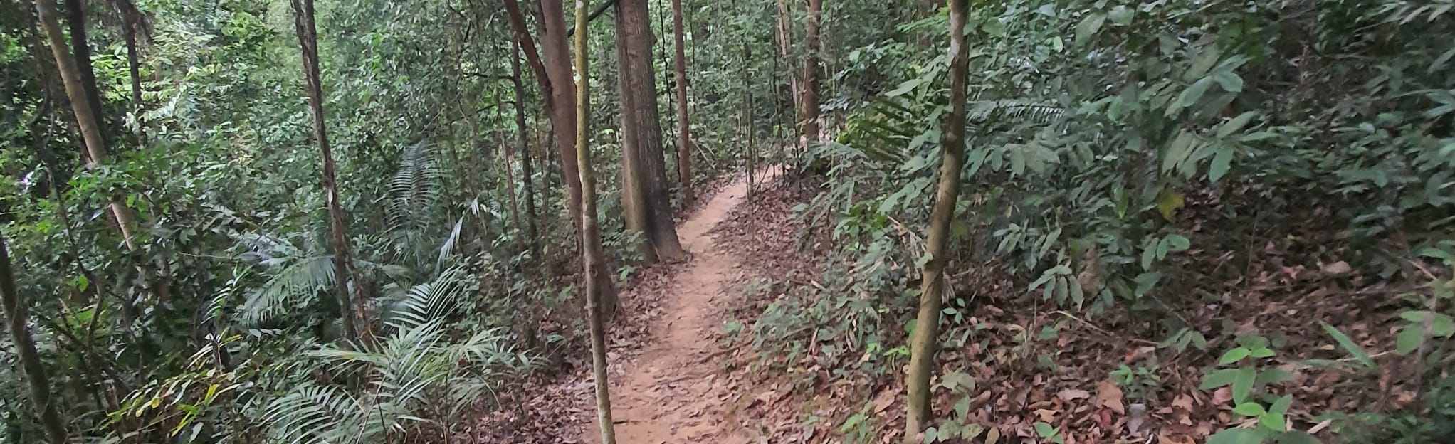 Beruang Hill Top Trail: 190 foto's - Malakka, Maleisië | AllTrails
