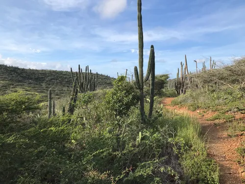 2023 Best 10 Trails and Hikes in Aruba | AllTrails