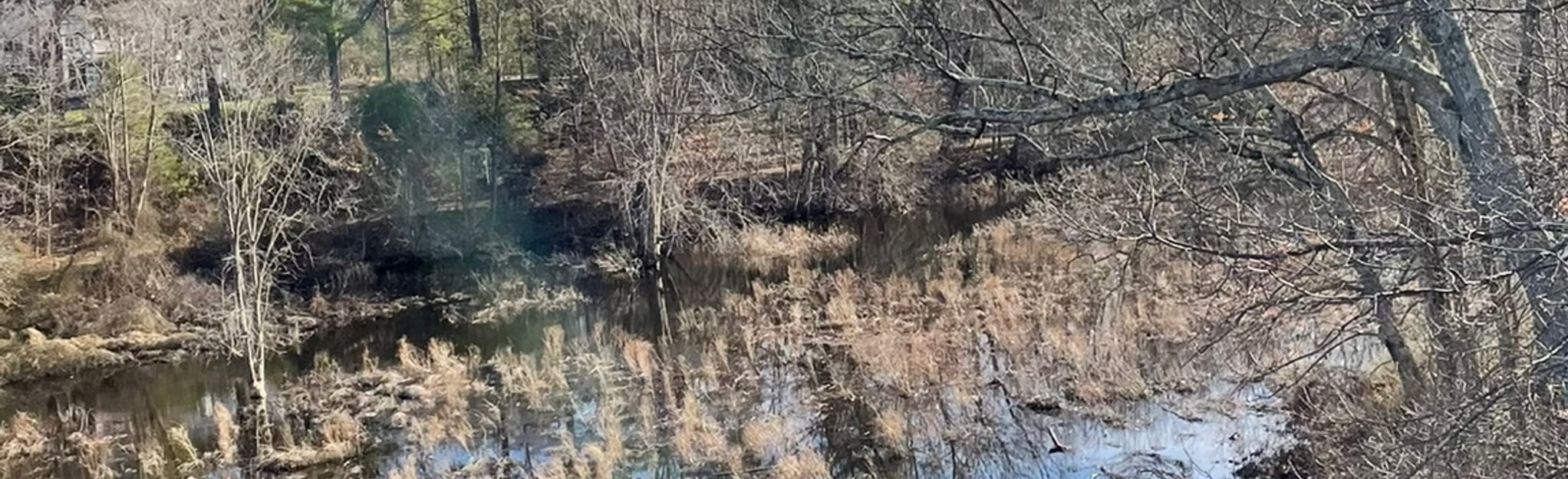Brook Path , Massachusetts - 65 Reviews, Map | AllTrails