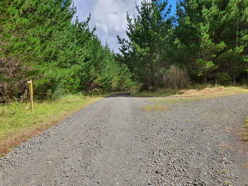 10 Best Hikes and Trails in Riverhead Forest | AllTrails