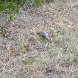 Government Canyon Loop, Texas - 68 Reviews, Map | AllTrails