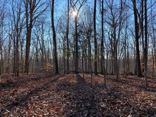 Best Hikes and Trails in Duke Forest | AllTrails