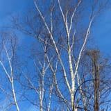 Gillies Grove Loop, Ontario, Canada - 90 Reviews, Map | AllTrails