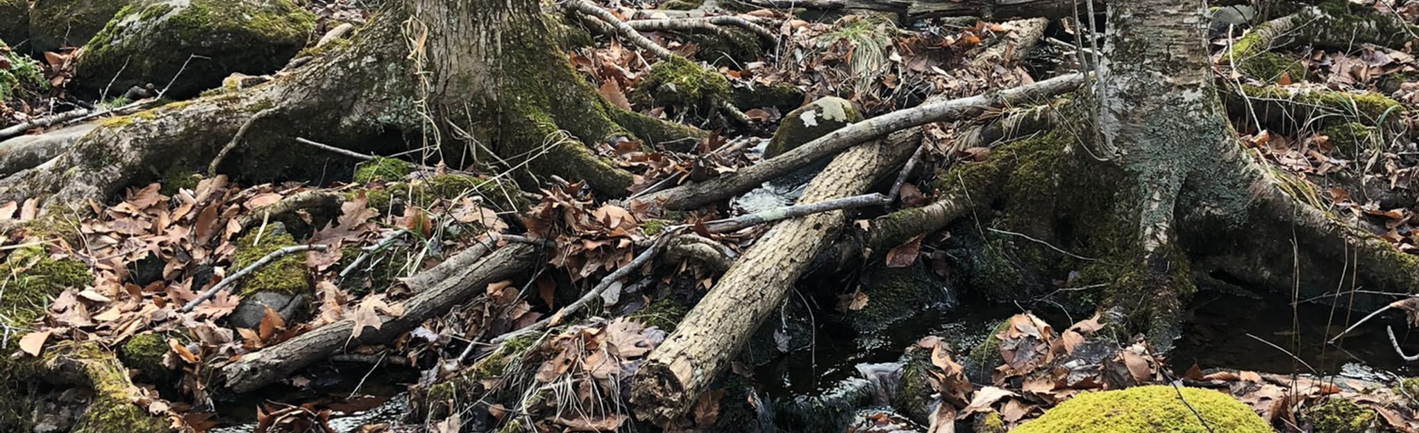 Cockaponset State Forest Road Loop Trail: 116 Reviews, Map ...