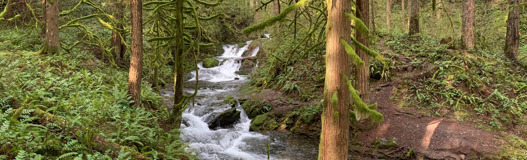 Duncan Creek Trail to Apron Falls: 491 Reviews, Map - Washington ...