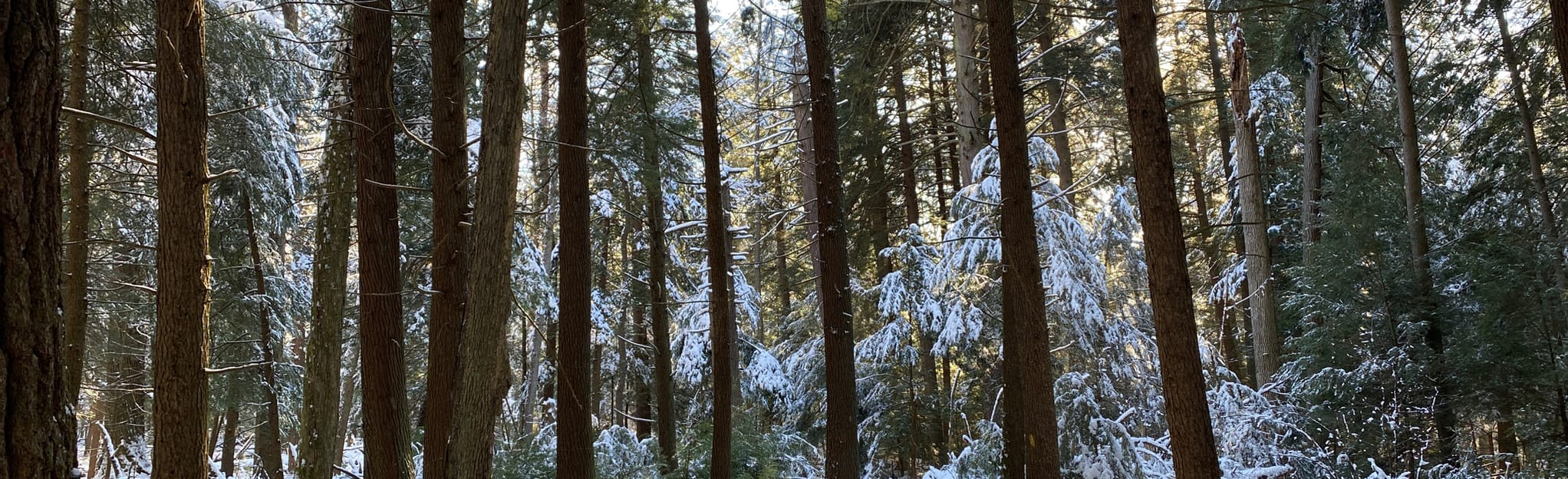 Cook Forest Mohawk Trail: 25 Reviews, Map - Pennsylvania | AllTrails