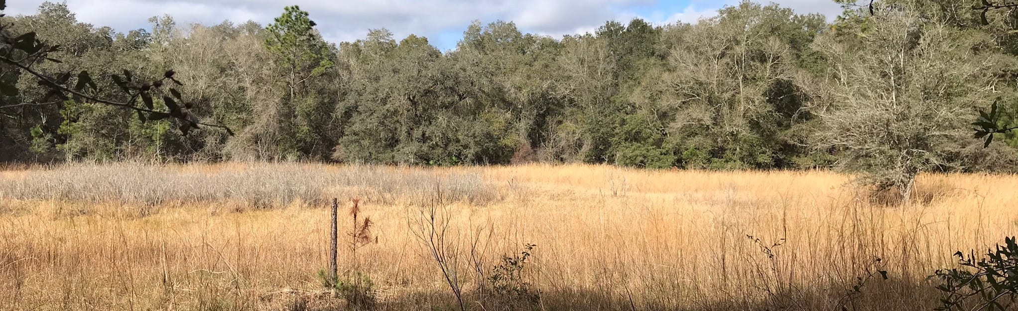 Croom Fools Run | Map, Guide - Florida | AllTrails