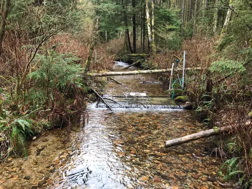 10 Best Hikes and Trails in UBC Malcolm Knapp Research Forest | AllTrails