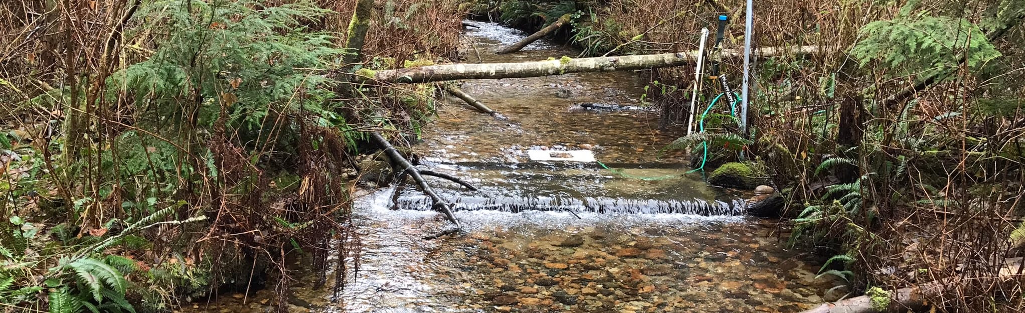 UBC Malcolm Knapp Research Forest Green Trail, British Columbia, Canada ...