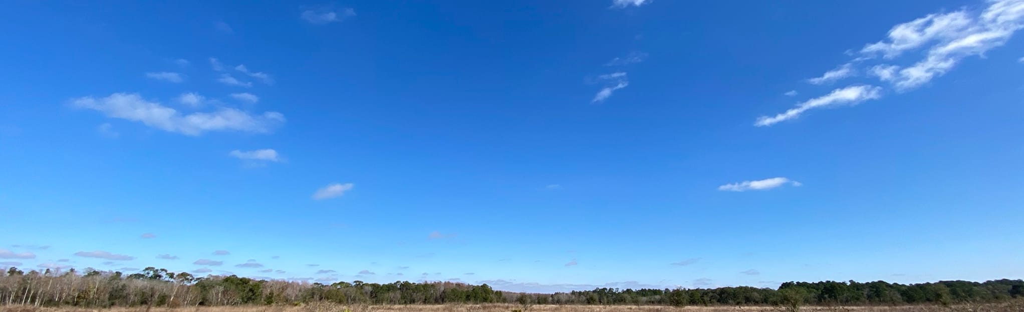 Dixie Lake South Trail Loop | Map, Guide - Florida | AllTrails