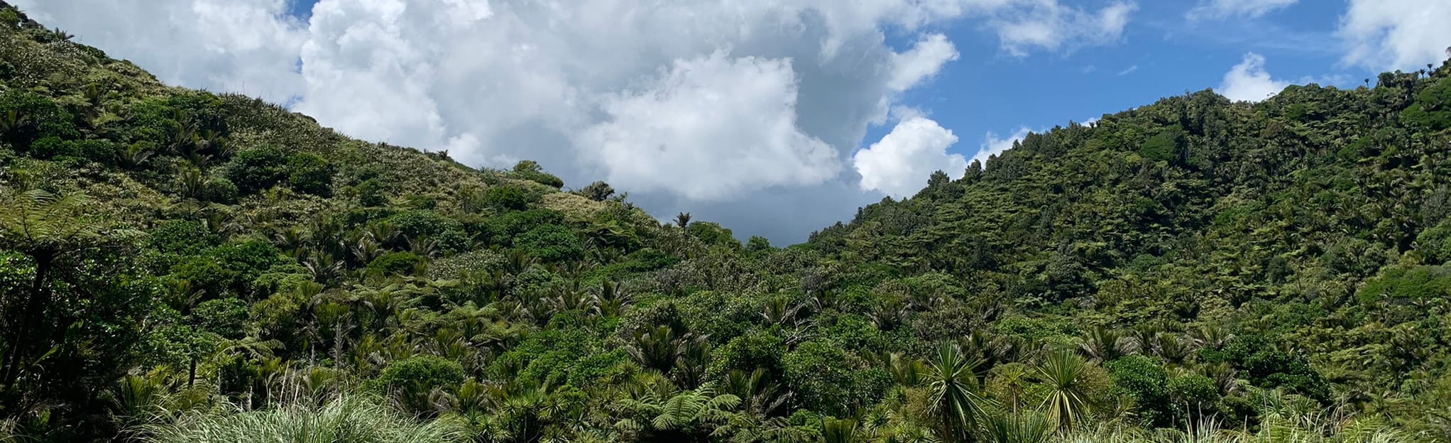 Whitecliffs Walkway , Taranaki, New Zealand - 3 Reviews, Map | AllTrails