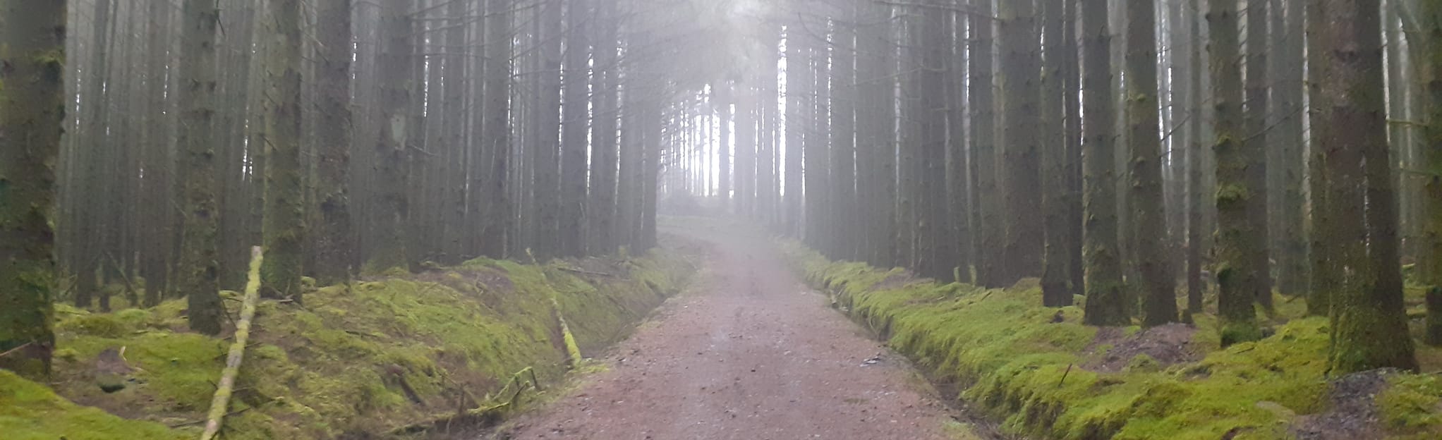 Loughermore Forest Circular: 134 Fotos - Causeway Coast and Glens ...