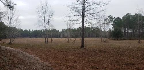 Best Hikes and Trails in Wakulla State Forest | AllTrails