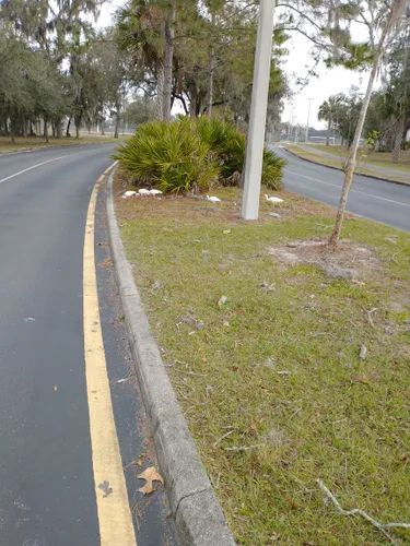 Best Hikes and Trails in Fishhawk Sports Complex Park | AllTrails