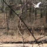 Heath Lake Loop, Georgia - 409 Reviews, Map | AllTrails