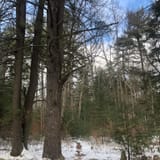 Tanbark Trail, Pennsylvania - 141 Reviews, Map | AllTrails