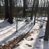 Tanbark Trail, Pennsylvania - 141 Reviews, Map | AllTrails