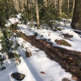 Tanbark Trail, Pennsylvania - 141 Reviews, Map | AllTrails