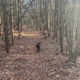 Copicut Woods, Massachusetts - 161 Reviews, Map | AllTrails