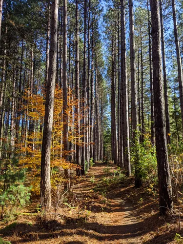 Best Forest Trails in Larose Forest | AllTrails