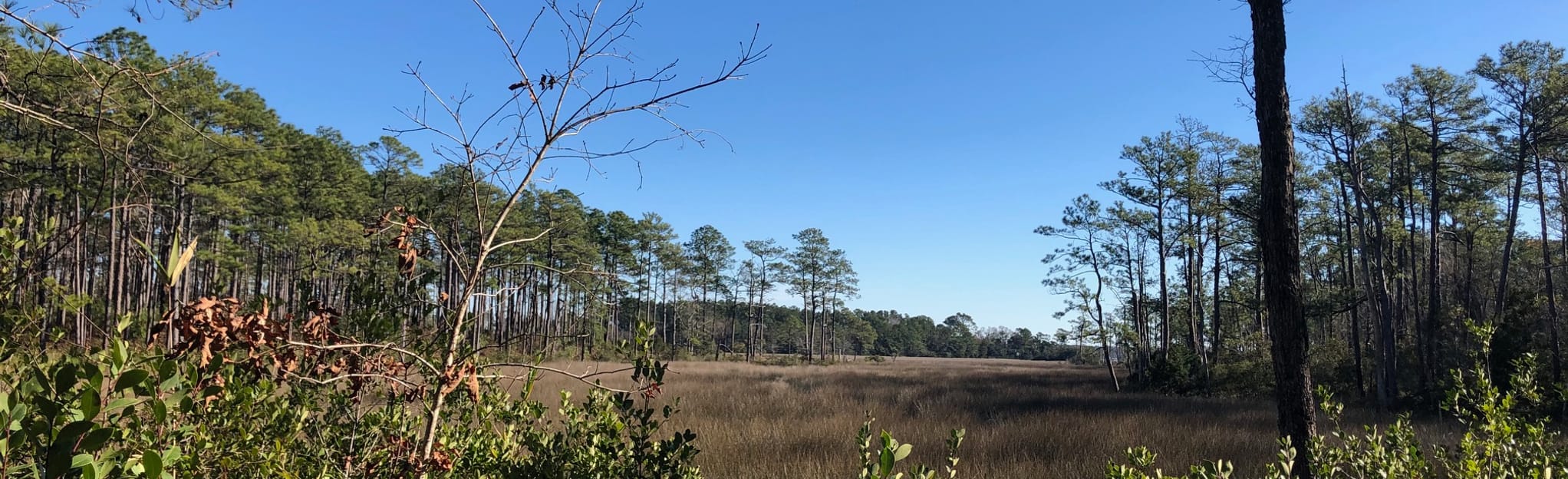 Neusiok Trail, North Carolina - 89 Reviews, Map | AllTrails