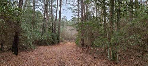 Best Hikes and Trails in Pocomoke State Forest | AllTrails