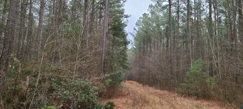 Best Hikes and Trails in Pocomoke State Forest | AllTrails