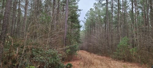 Best Hikes and Trails in Pocomoke State Forest | AllTrails